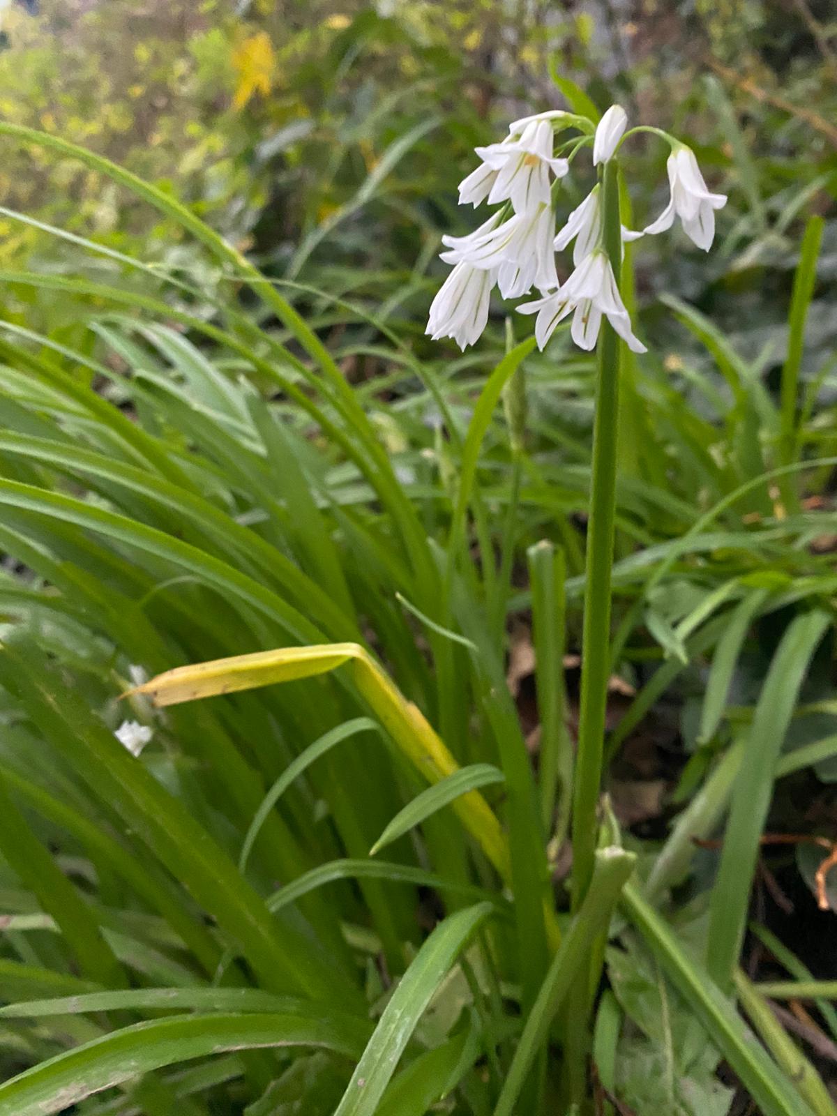 Three Cornered Leek (Allium Triquetrum) – fruitsoftheforage