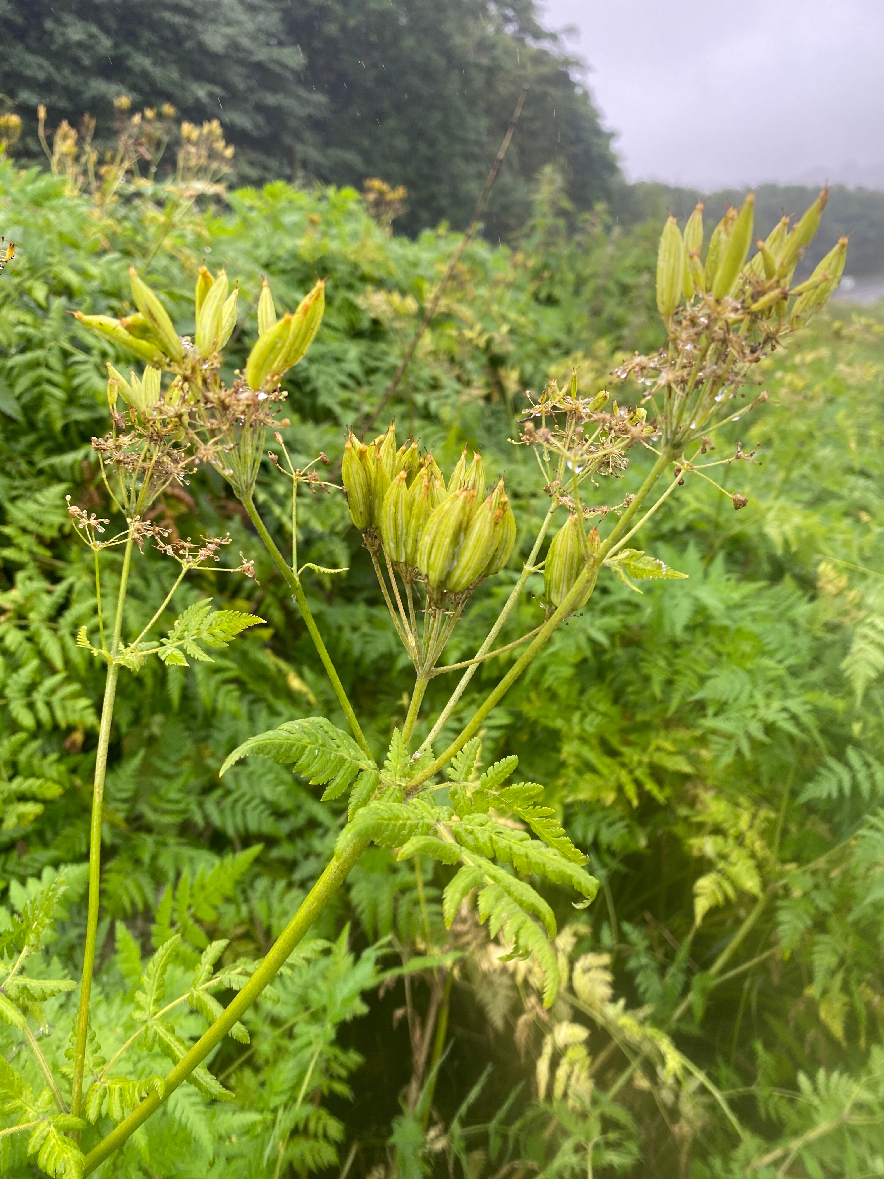 Sweet Cicely (Myrrhis odorata) – fruitsoftheforage