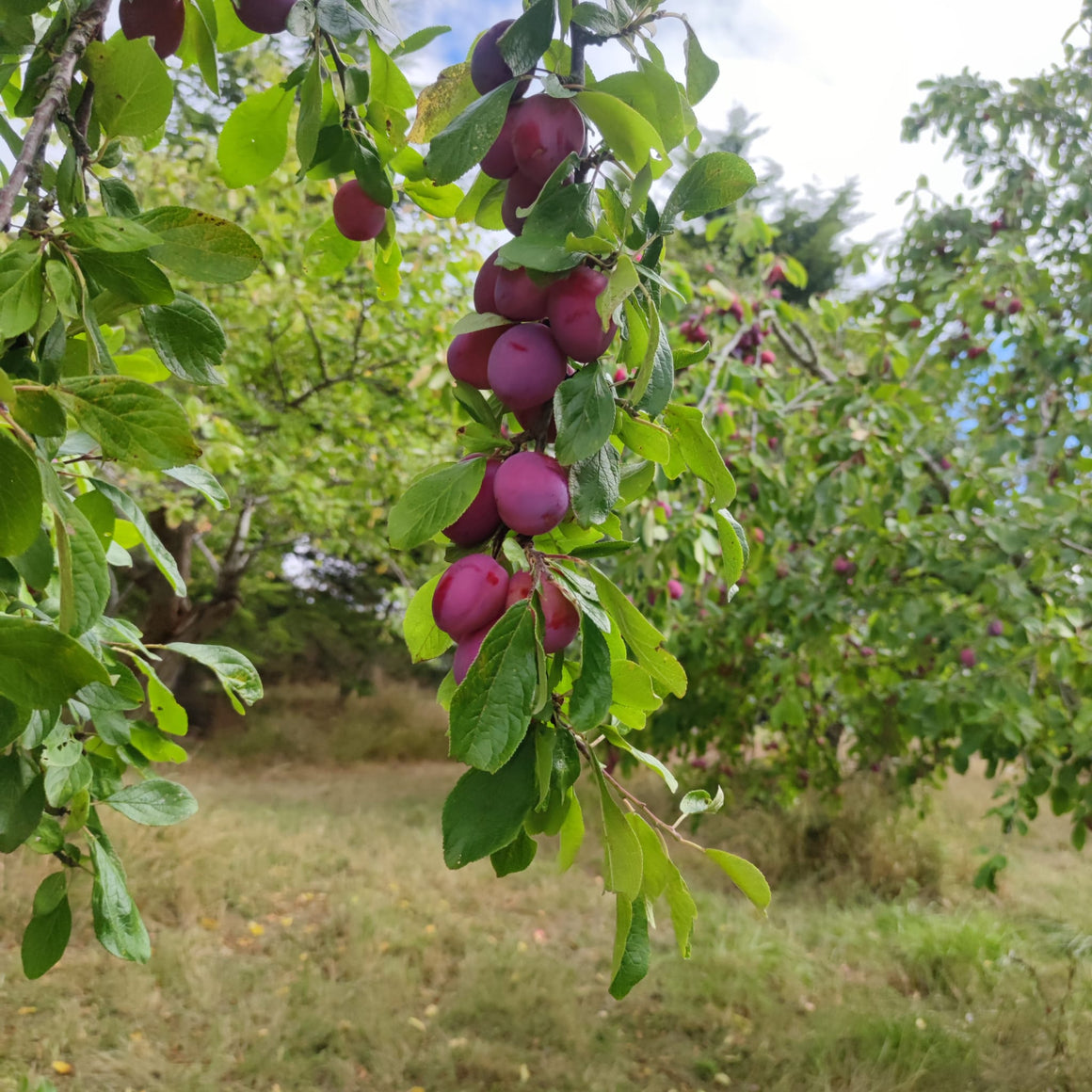 Fruits of the Forage - Home – fruitsoftheforage