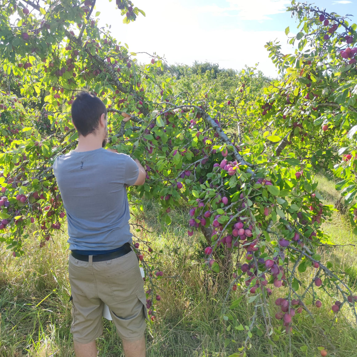 Fruits of the Forage - Home – fruitsoftheforage
