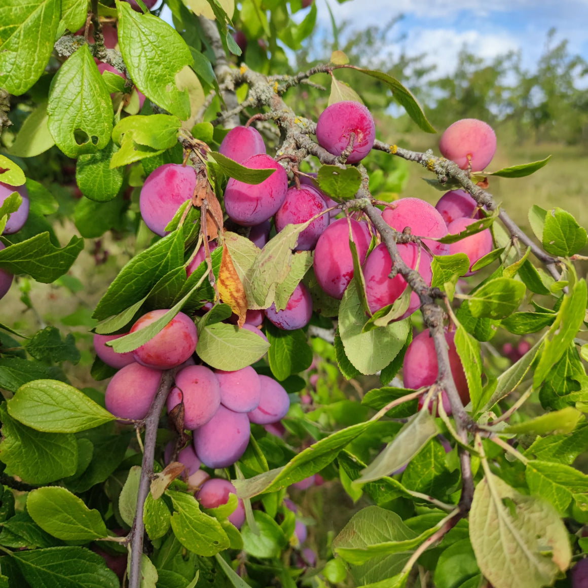 Fruits of the Forage - Home – fruitsoftheforage