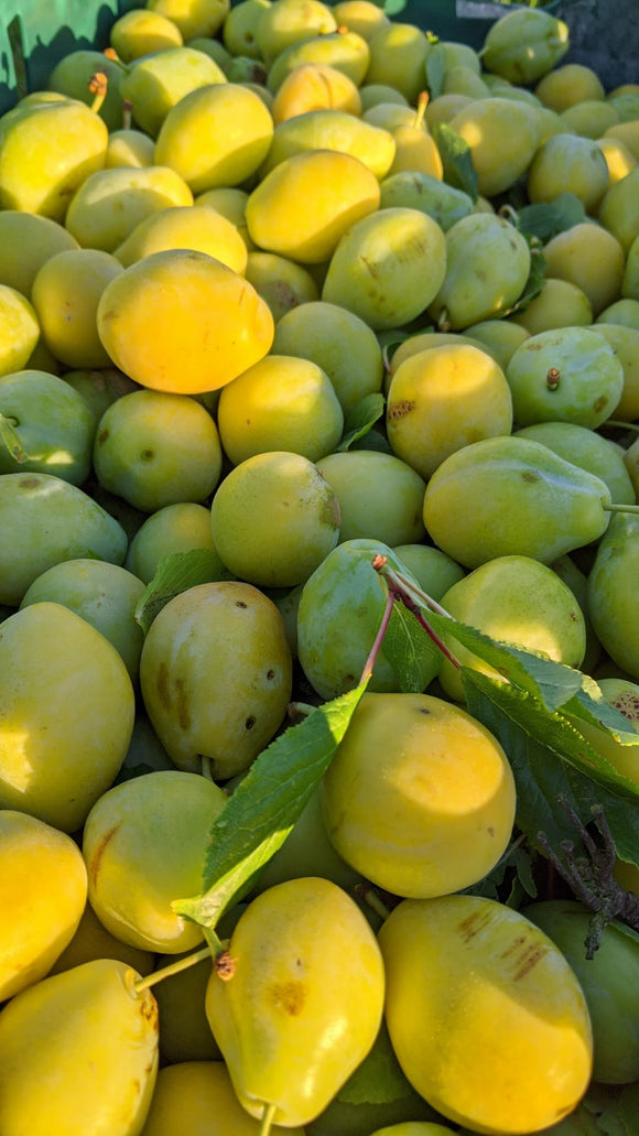 Fruits of the Forage - Home – fruitsoftheforage