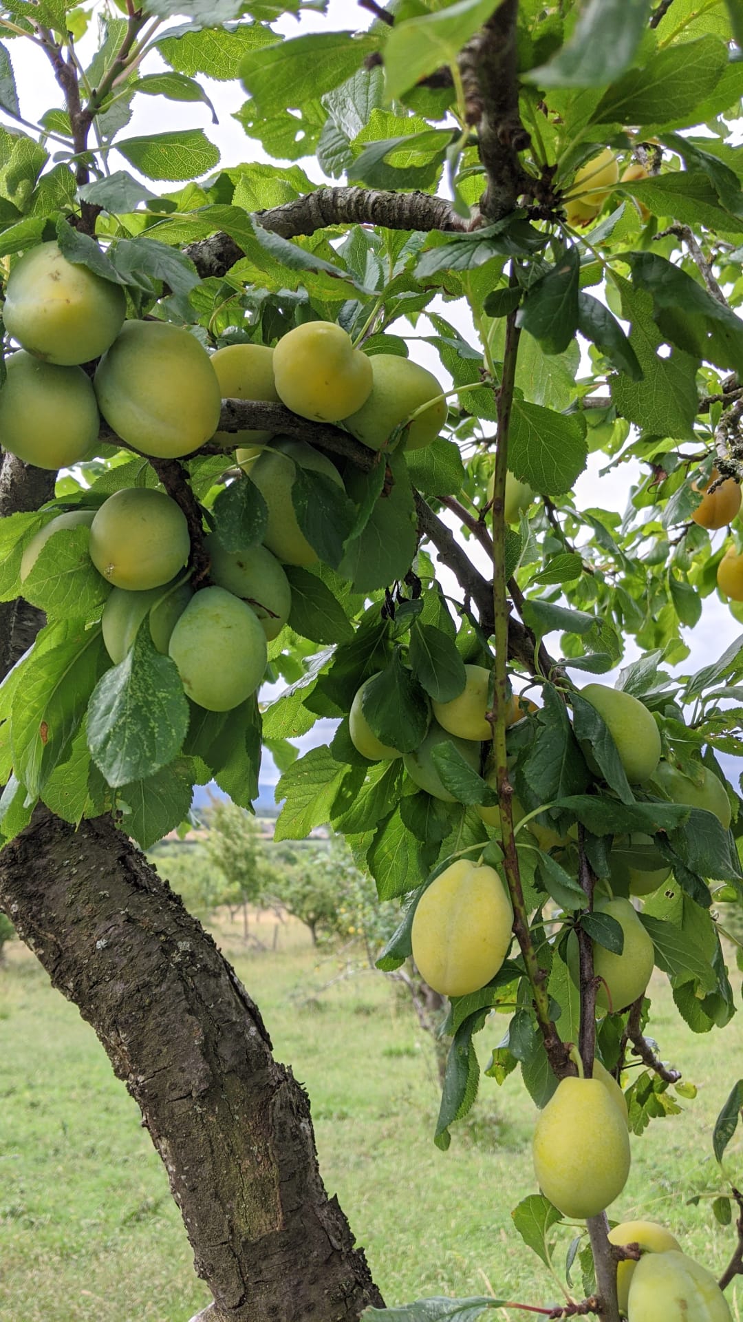 Fruits of the Forage - Home – fruitsoftheforage