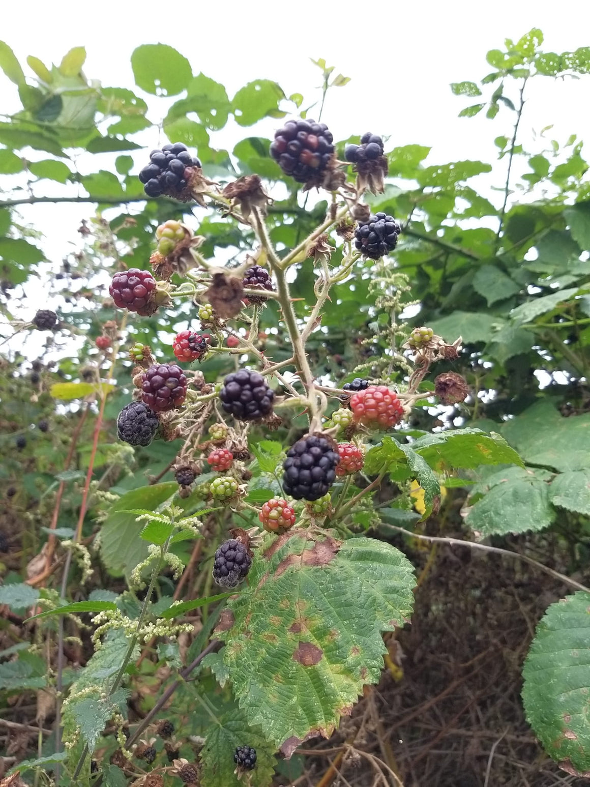 Fruits of the Forage - Home – fruitsoftheforage
