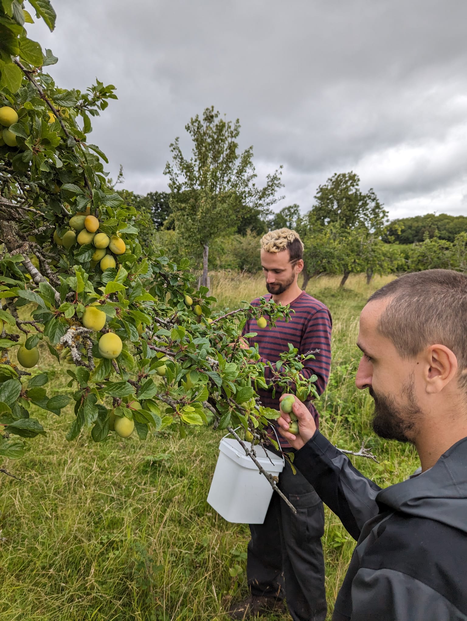 Fruits of the Forage - Home – fruitsoftheforage